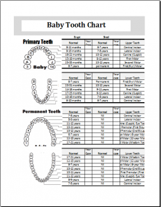 Baby Teeth Chart Editable Printable MS Excel Template