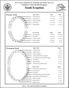 Tooth Eruption Charts PDF | MS Word | Download